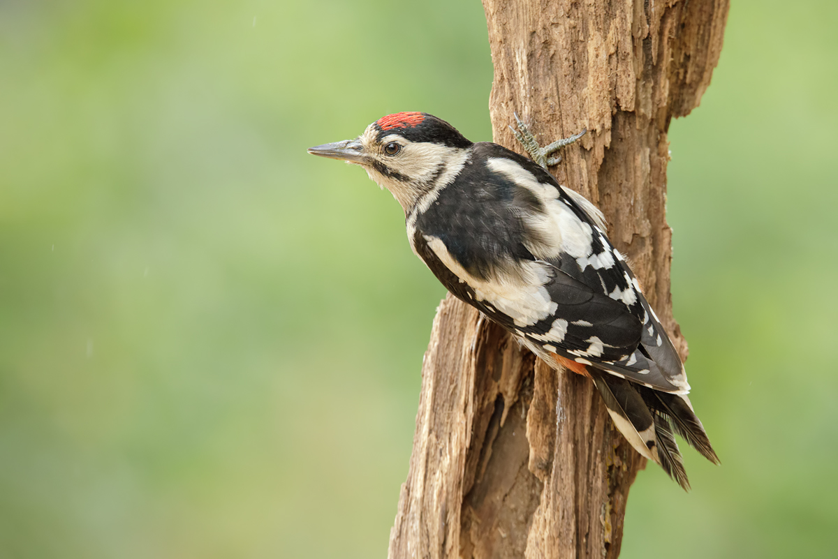 Spechte - Naturfotografie aus Leidenschaft