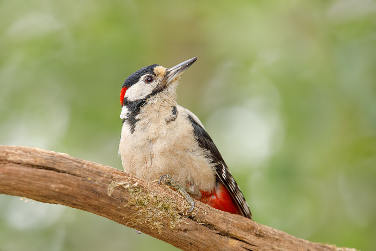 Spechte - Naturfotografie aus Leidenschaft