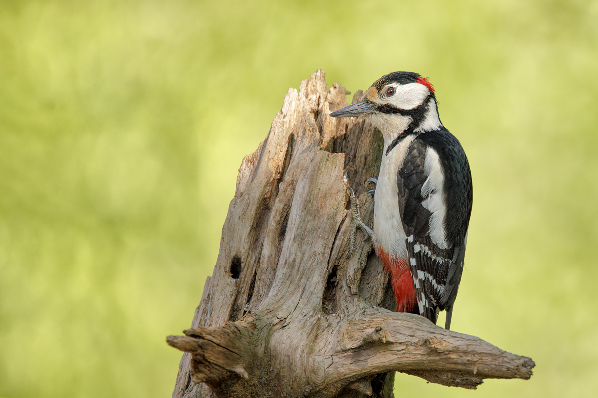 Spechte - Naturfotografie aus Leidenschaft