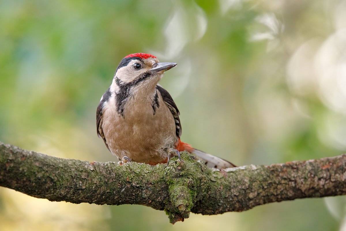 Spechte - Naturfotografie aus Leidenschaft