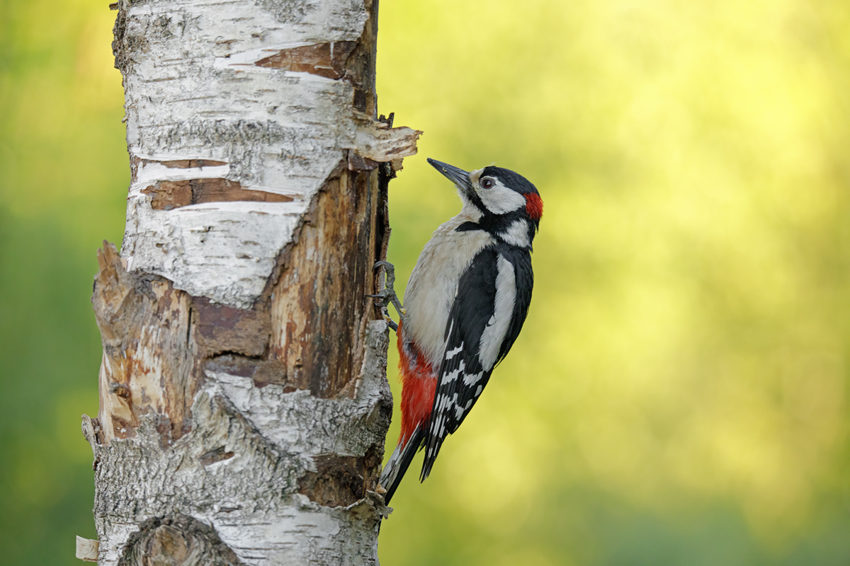 Spechte - Naturfotografie aus Leidenschaft