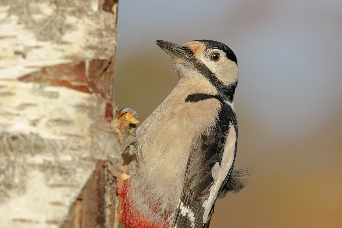 Spechte - Naturfotografie aus Leidenschaft