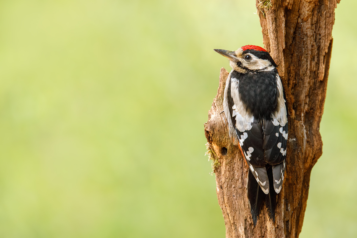 Spechte - Naturfotografie aus Leidenschaft