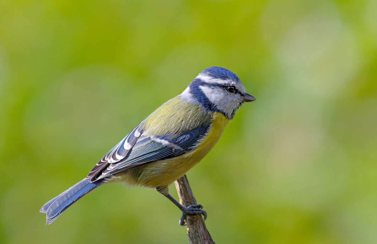 Meisen - Naturfotografie aus Leidenschaft