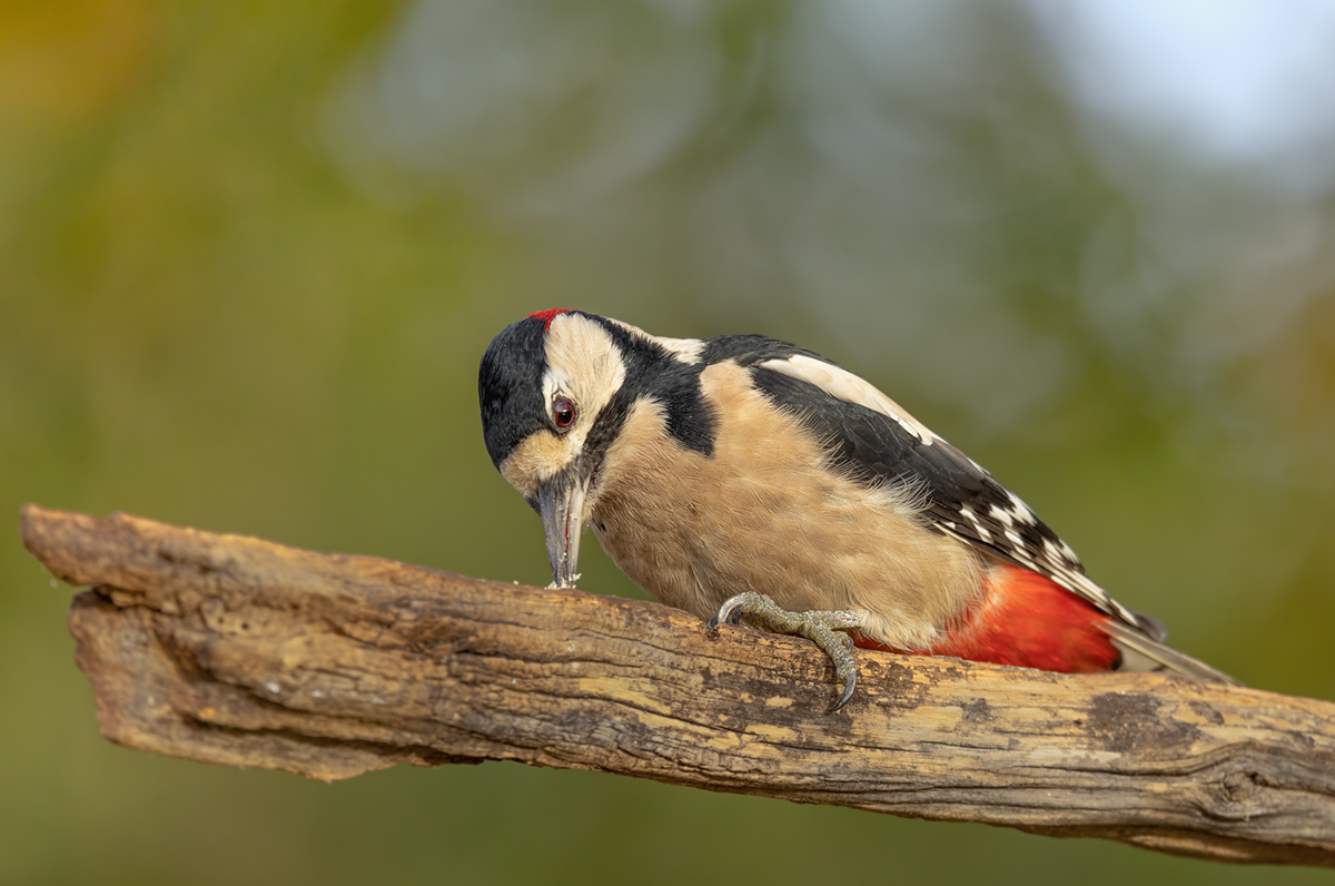 Spechte - Naturfotografie aus Leidenschaft