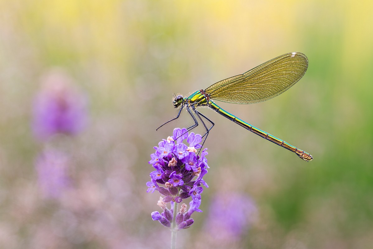 Kleinlibellen - Naturfotografie aus Leidenschaft