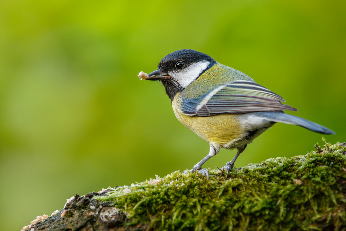 Meisen - Naturfotografie aus Leidenschaft