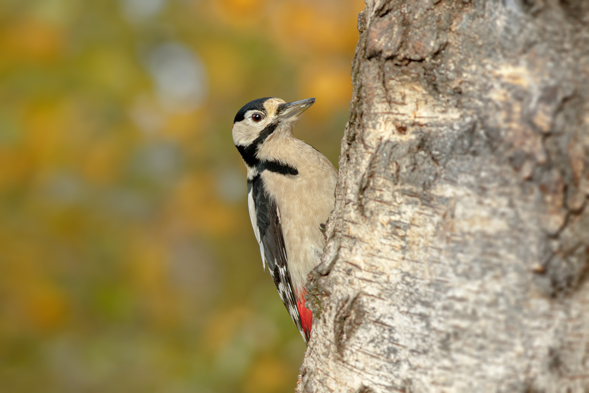 Spechte - Naturfotografie aus Leidenschaft