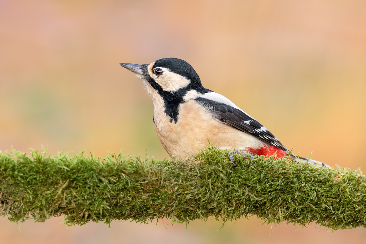 Spechte - Naturfotografie aus Leidenschaft