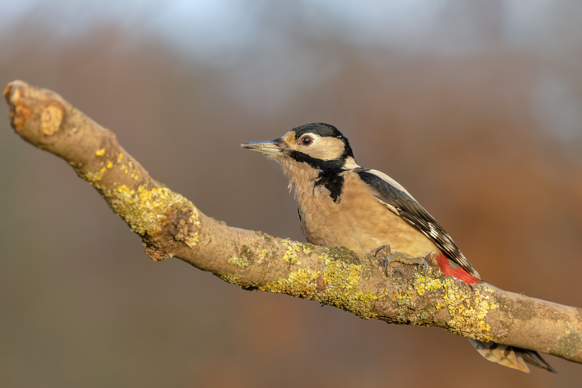 Spechte - Naturfotografie aus Leidenschaft