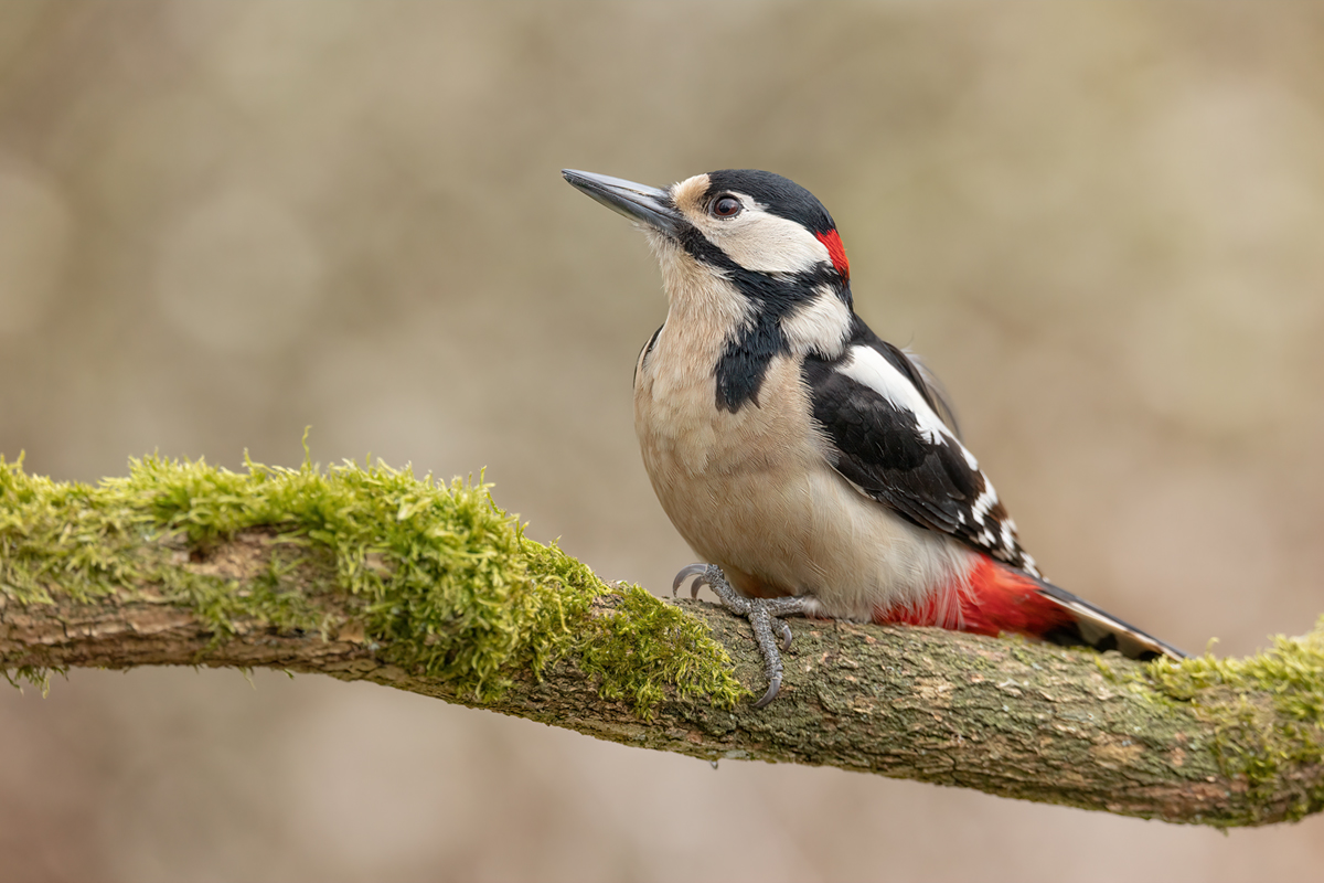 Spechte - Naturfotografie aus Leidenschaft