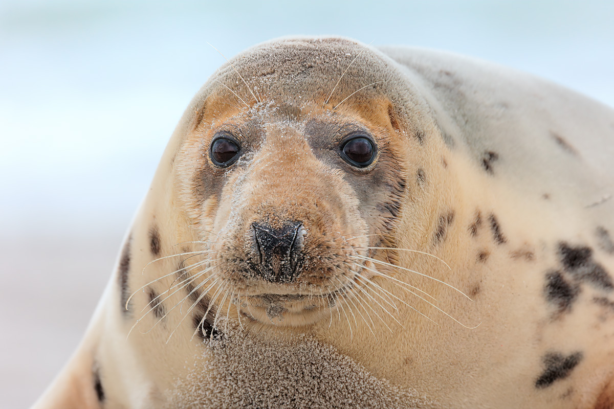Robben - Naturfotografie aus Leidenschaft